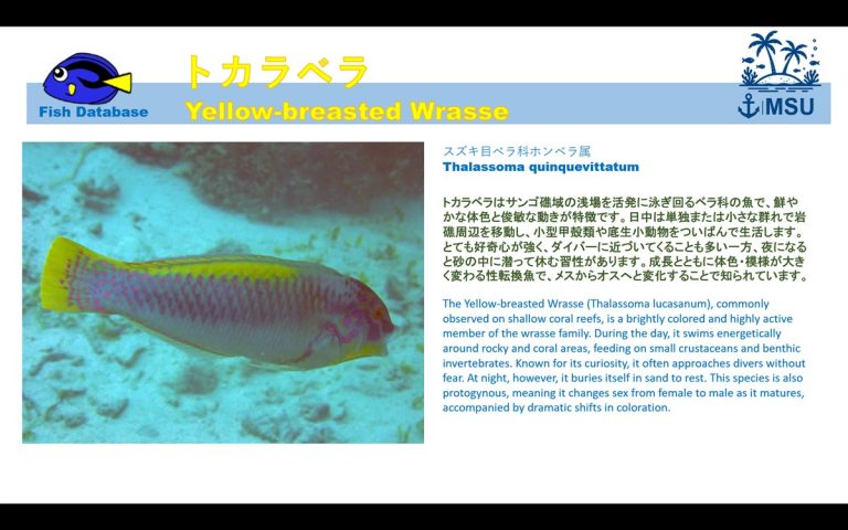 Fish Guide Cebu | PADI Dive Center MSU