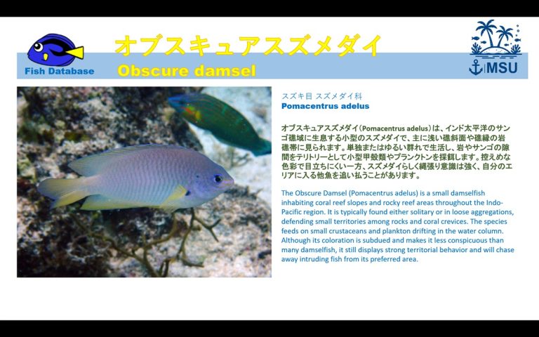 Fish Guide Cebu | PADI Dive Center MSU